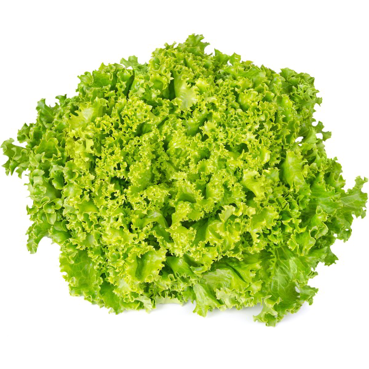 Insalata lollo verde | Eurospin Spesa Online